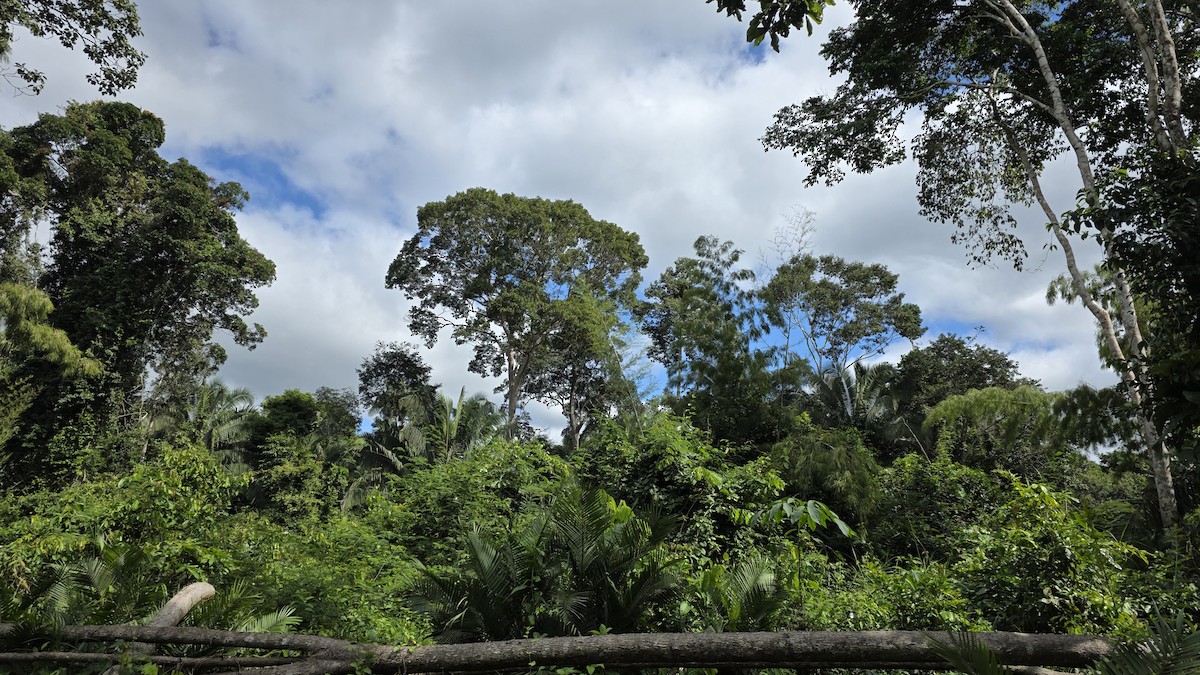 ML642123128 - Habitat: Rio Branco--Ramal do Noca - Macaulay Library