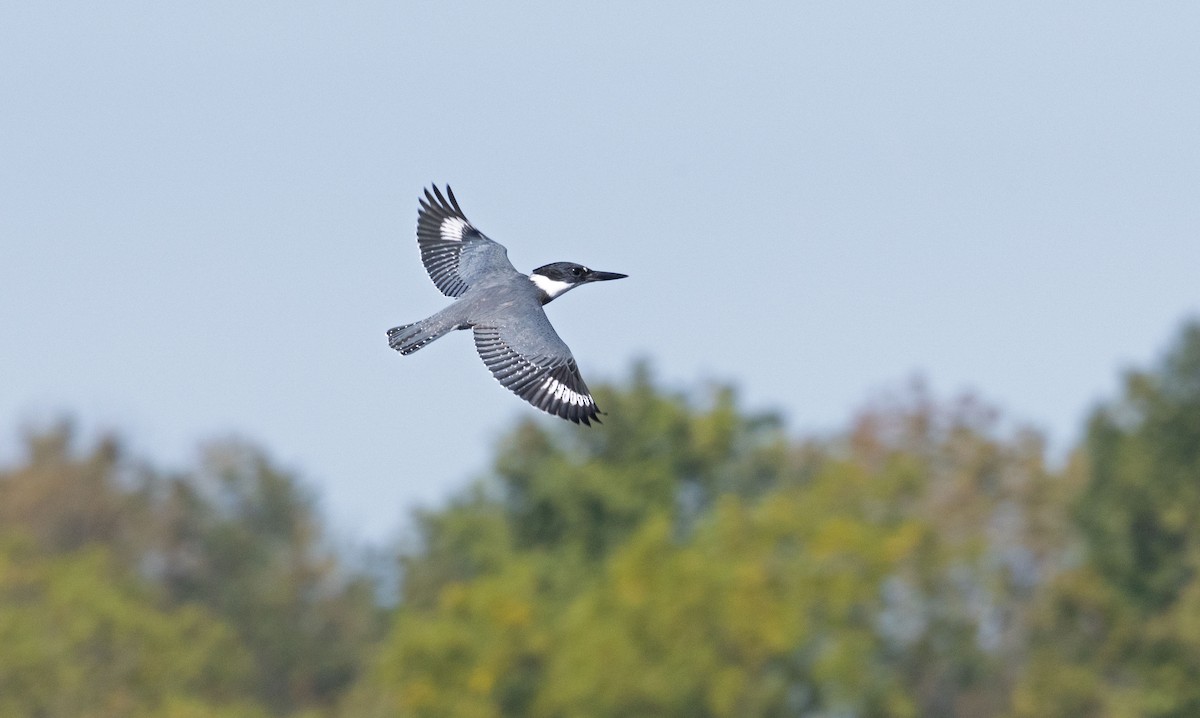 eBird Checklist - 19 Sep 2025 - Paulinskill River WMA / Hyper Humus IBA ...