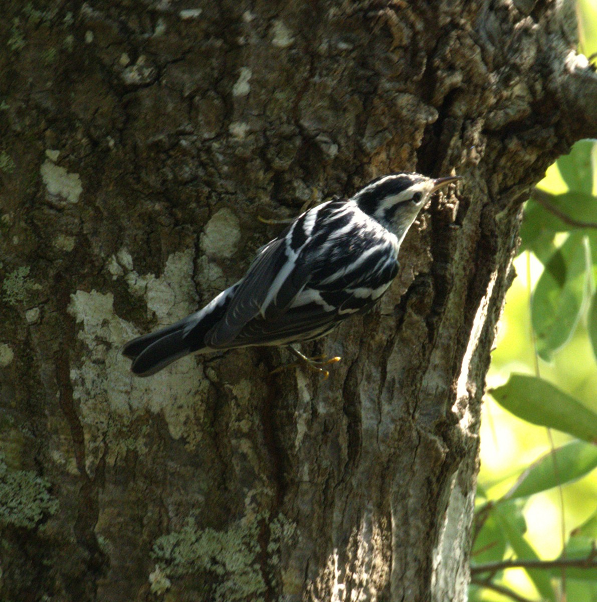 eBird Checklist - 19 Sep 2025 - Theodore Roosevelt State Natural Area ...