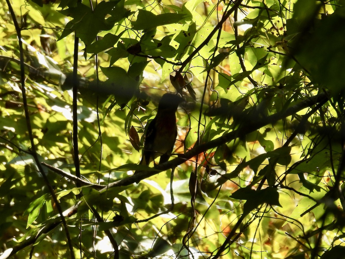eBird Checklist - 19 Sep 2025 - Santa Fe River Preserve--Gracy Trail ...