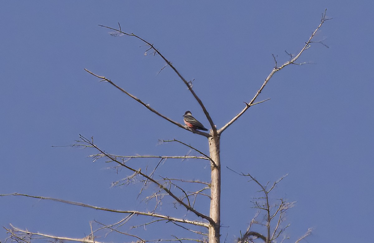 eBird Checklist - 19 Sep 2025 - Larch Mountain--Spring Migration ...