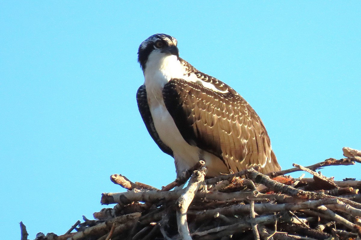 eBird Checklist - 18 Sep 2025 - Nez Perce National Historical Park ...
