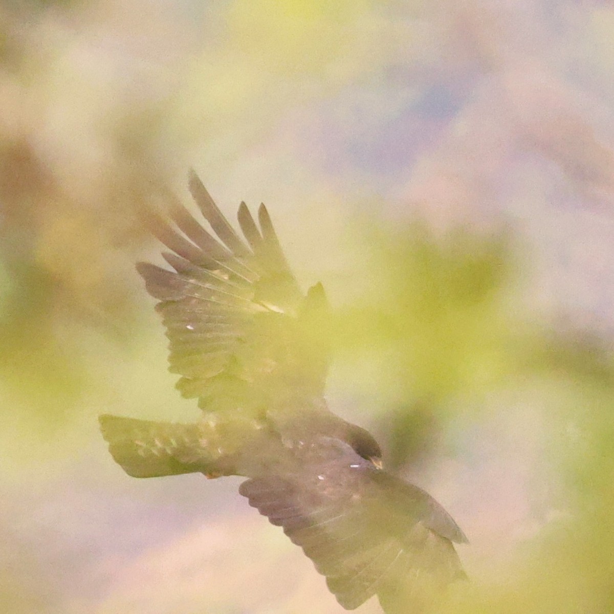 eBird Checklist - 20 Sep 2025 - 潭山 (Tan Hill) - 20 species (+3 other taxa)