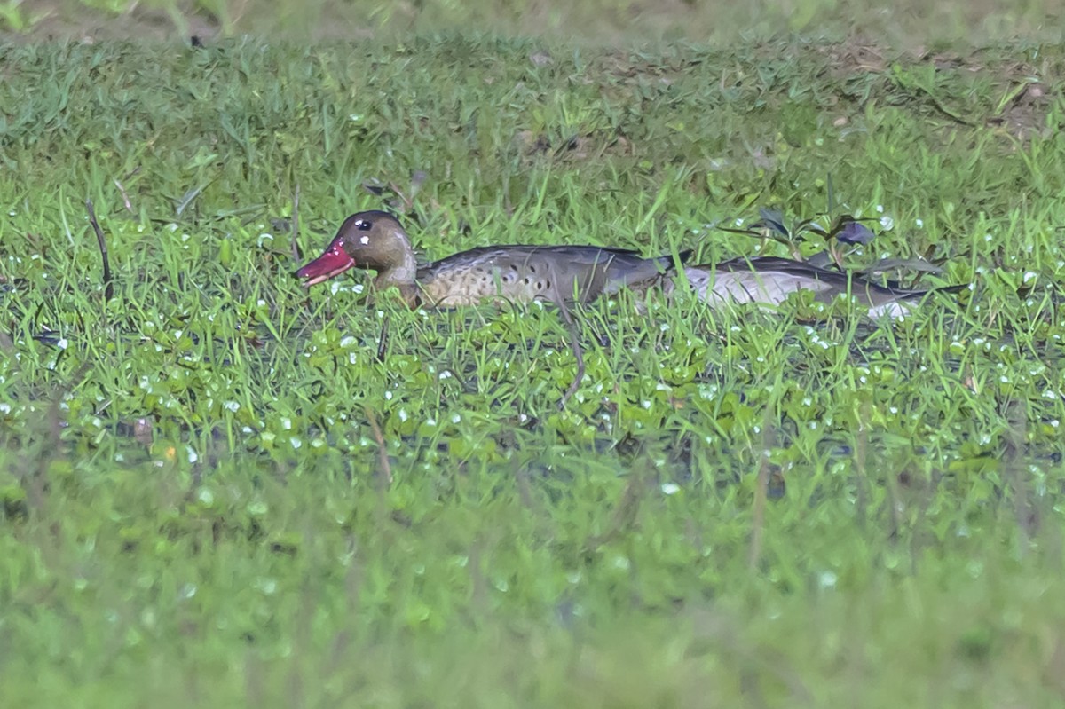 eBird Checklist - 12 Sep 2025 - W3408, Monte Caseros AR-Corrientes -30. ...