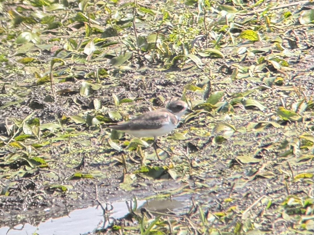 eBird Checklist - 20 Sep 2025 - East Landfill Kalmar Reservoir - 15 species
