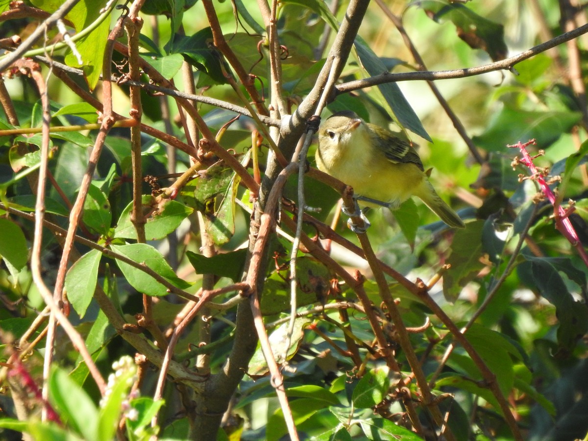 eBird Checklist - 20 Sep 2025 - **Back Bay NWR - 27 species