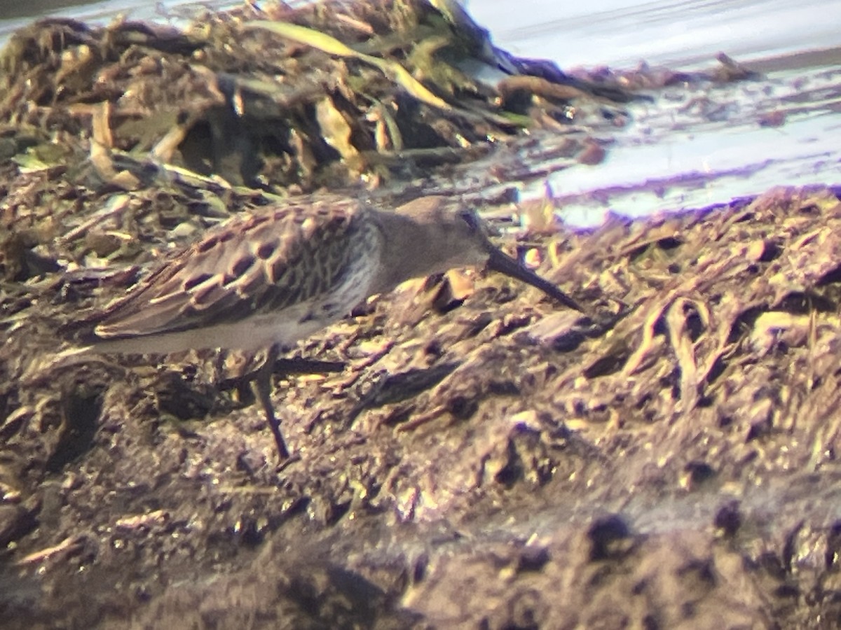 ML642164456 - Dunlin - Macaulay Library