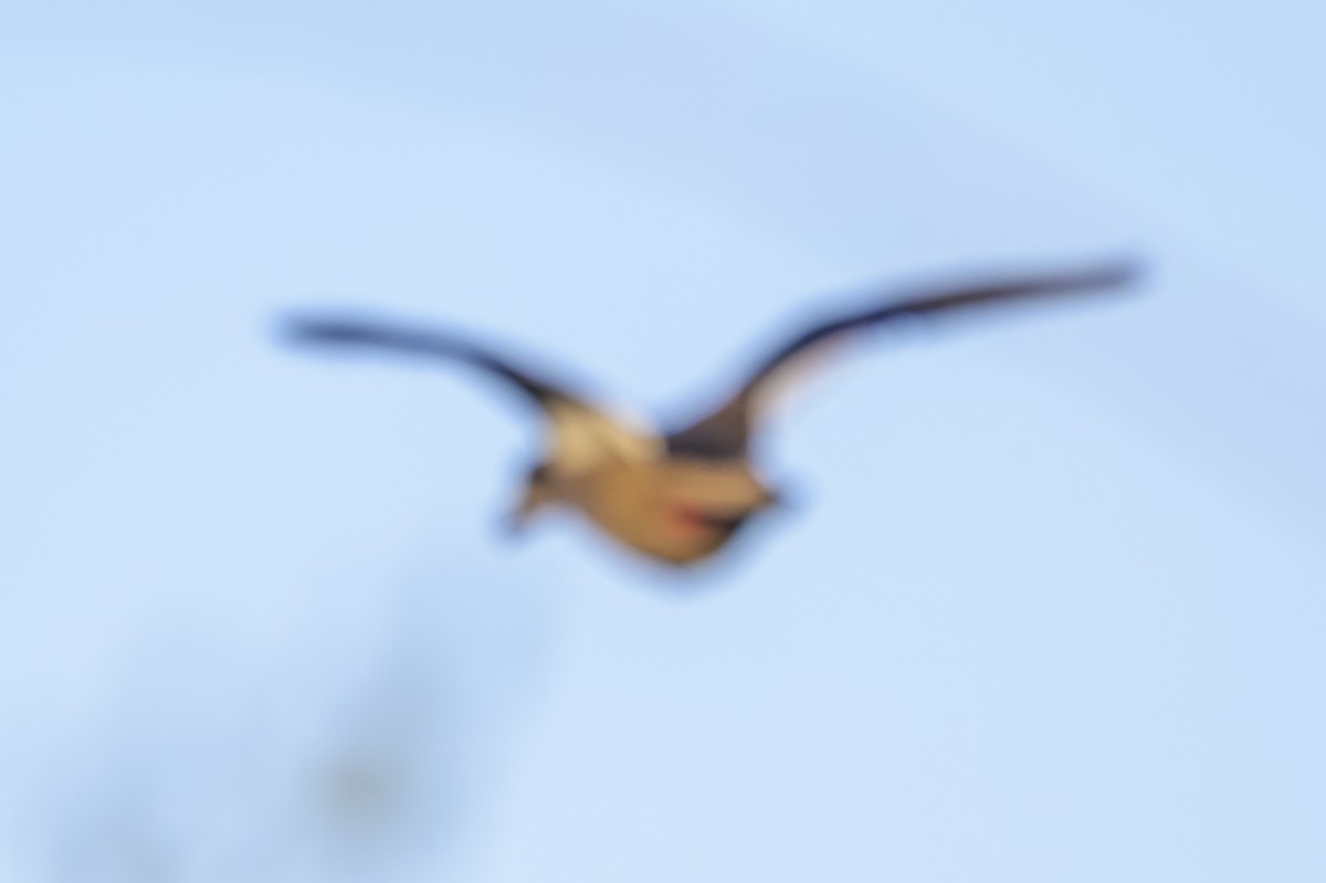 eBird Checklist - 11 Sep 2025 - W3408, Monte Caseros AR-Corrientes -30. ...