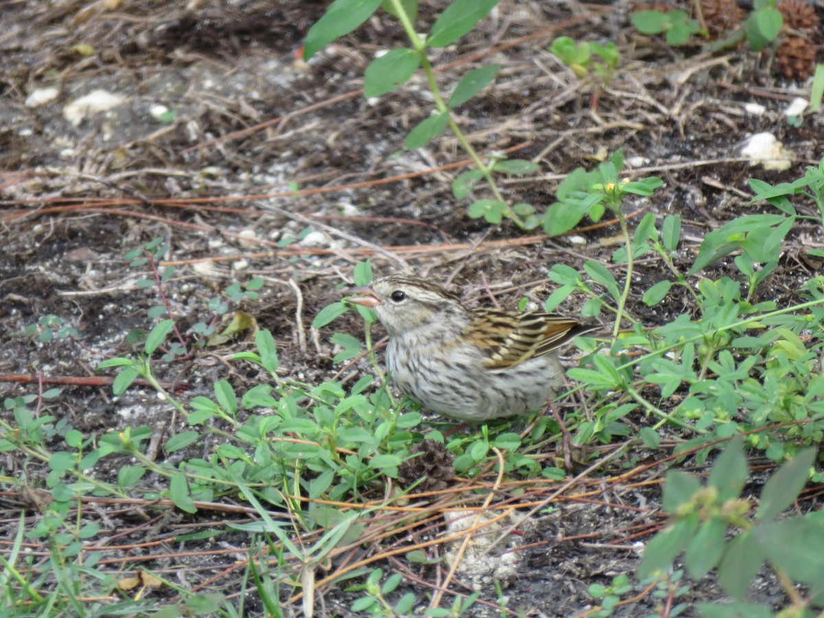 ML642168527 - Clay-colored Sparrow - Macaulay Library