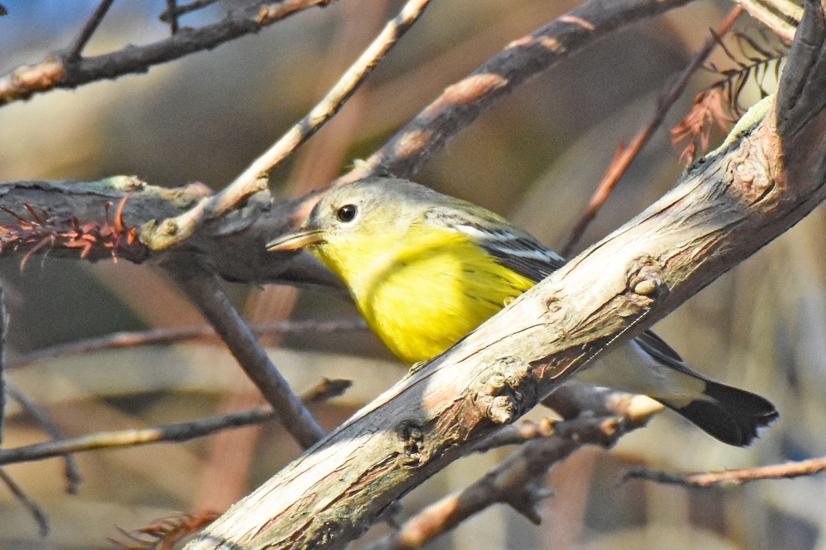 eBird Checklist - 20 Sep 2025 - **Back Bay NWR - 59 species