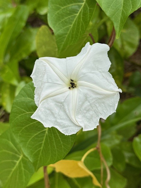 ML642179974 - Habitat: Nightshade - Macaulay Library