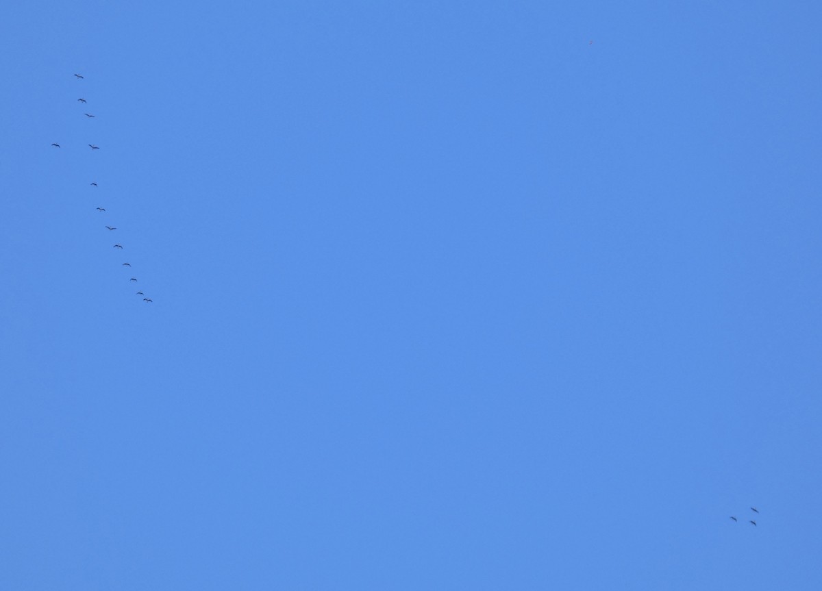 eBird Checklist - 20 Sep 2025 - YARD (Ringwood) - 30 species (+1 other ...
