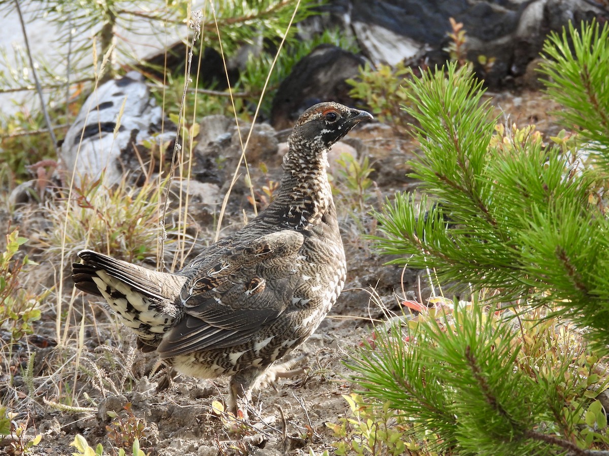 eBird Checklist - 18 Sep 2025 - Roger Lake - 21 species