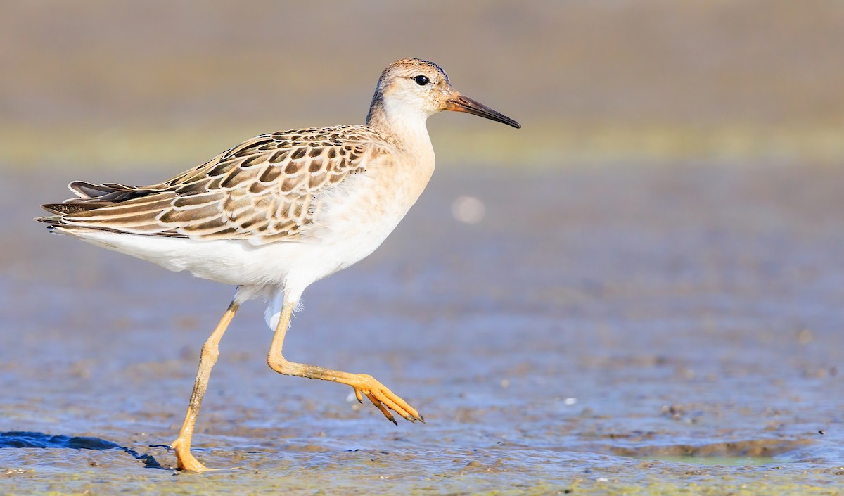 ML642201911 - Ruff - Macaulay Library