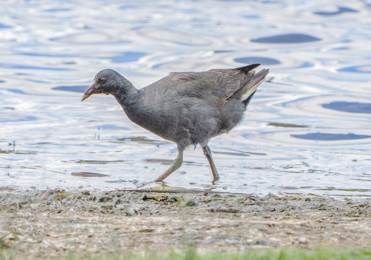 eBird Checklist - 12 Sep 2025 - Loveday Cove (Lake Cooby) - 30 species