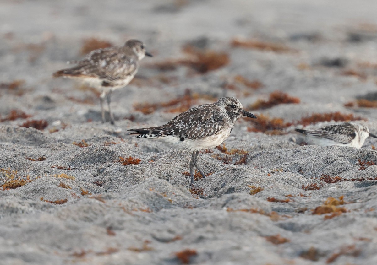 eBird Checklist - 21 Sep 2025 - Jupiter Inlet - 21 species