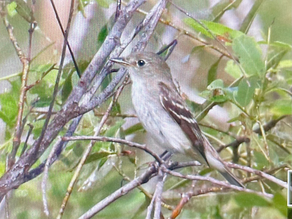eBird Checklist - 21 Sep 2025 - Loxahatchee NWR - 41 species