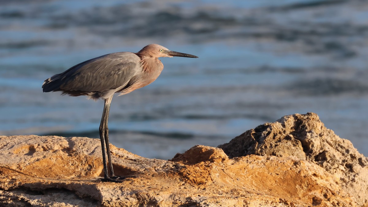 eBird Checklist - 21 Sep 2025 - Jupiter Inlet - 15 species