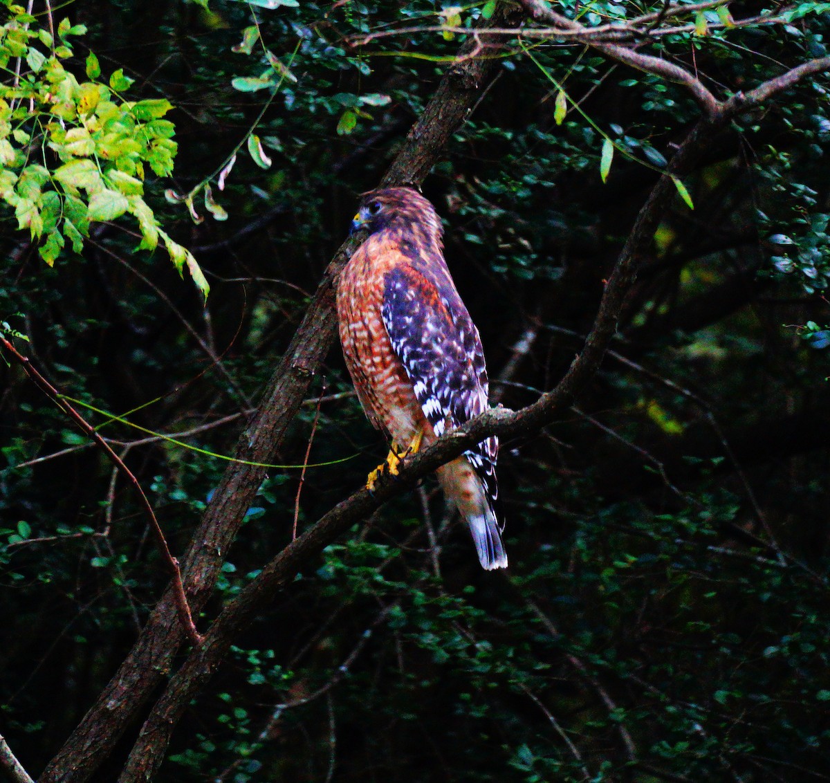 eBird Checklist - 21 Sep 2025 - Lynnhaven House & Colonial Education Center - 28 species