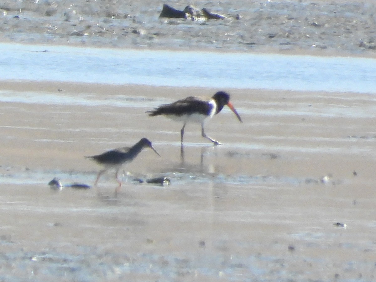 eBird Checklist - 11 Sep 2025 - La Breña y Marismas de Barbate PNat ...