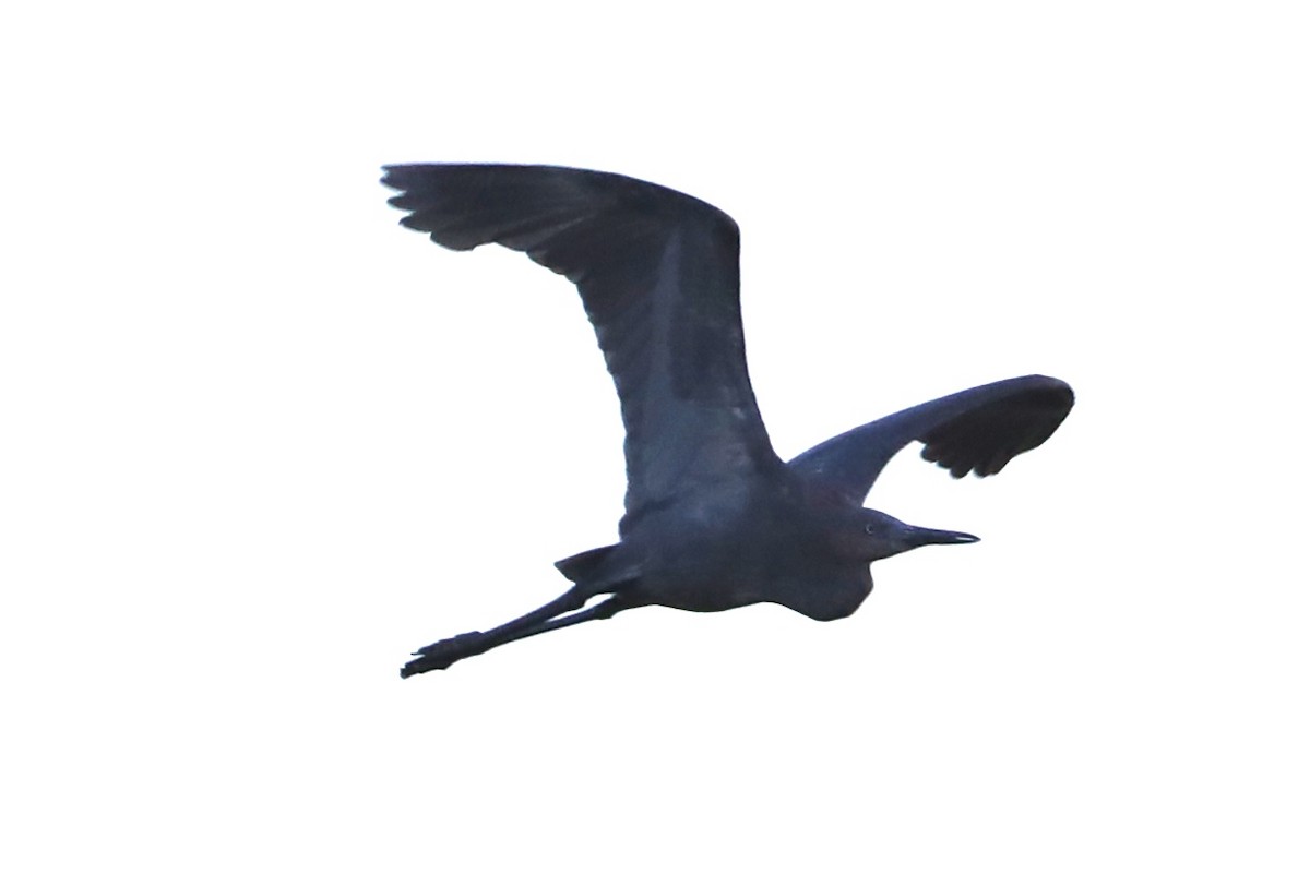 eBird Checklist - 21 Sep 2025 - Stone Harbor Blvd--The Wetlands ...