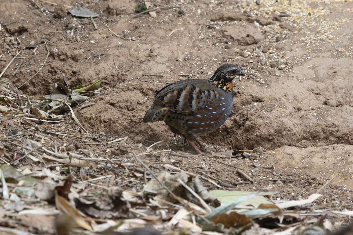eBird Checklist - 11 Mar 2025 - 石梯村 (Shiti Village) - 118 species