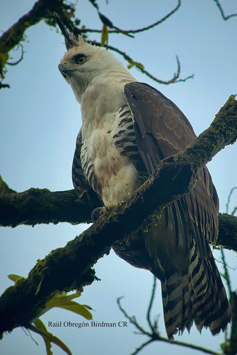 eBird Checklist - 22 Sep 2025 - Arenal Observatory Lodge - 52 species