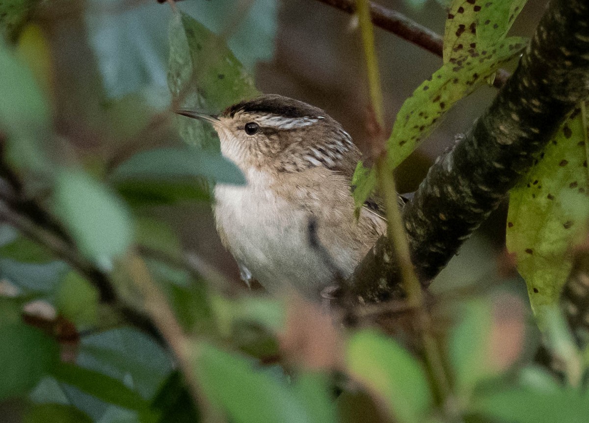 eBird Checklist - 22 Sep 2025 - Acme Dam/Chestnut Ridge Park - 27 species