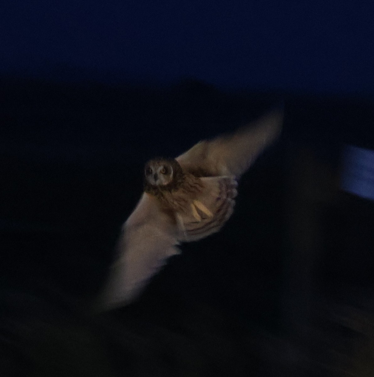 Short-eared Owl - Asio flammeus - Media Search - Macaulay Library and eBird