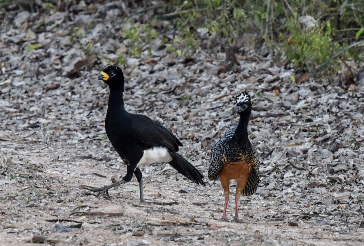 ML642284097 - Bare-faced Curassow (Bare-faced) - Macaulay Library