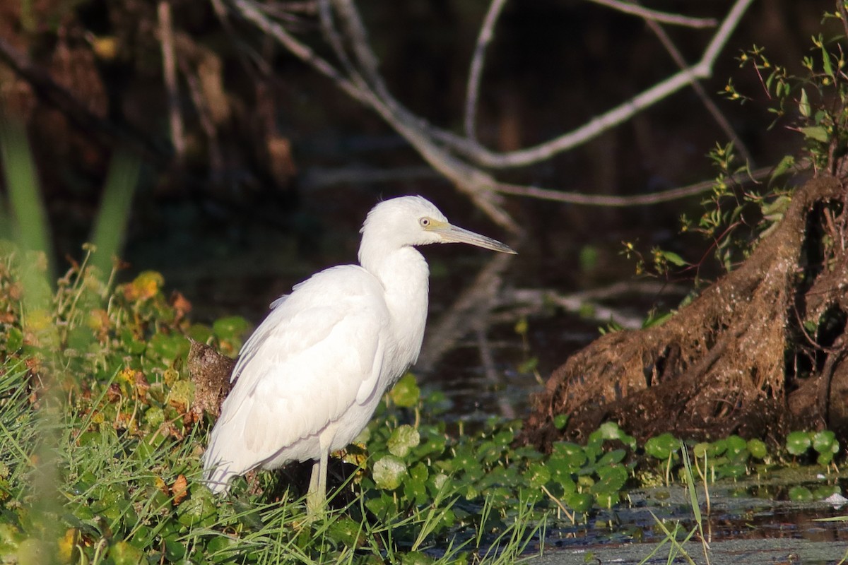 eBird Checklist - 22 Sep 2025 - Cape Island--The Beanery/Rea Farm ...