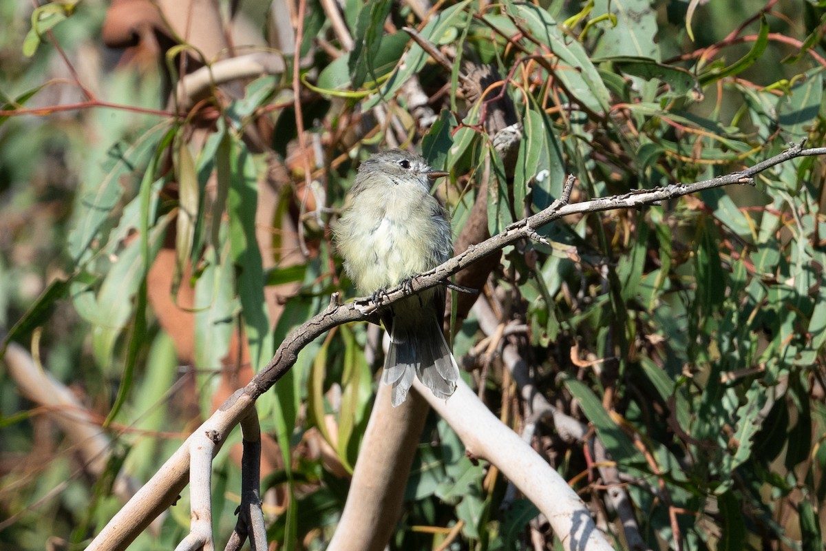 eBird Checklist - 23 Sep 2025 - Veeh Ranch Park, Laguna Hills - 32 species