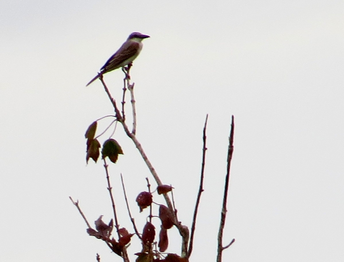 ML642335911 - Gray Kingbird - Macaulay Library