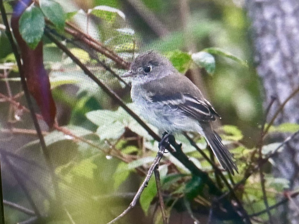 eBird Checklist - 23 Sep 2025 - Loxahatchee NWR - 52 species
