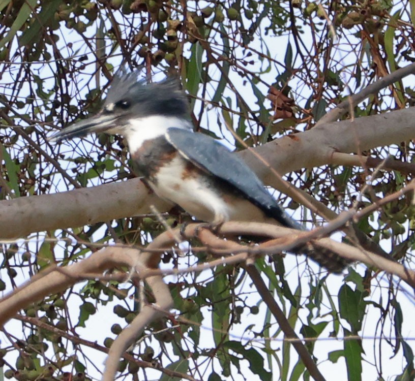 eBird Checklist - 23 Sep 2025 - Veeh Ranch Park, Laguna Hills - 31 ...