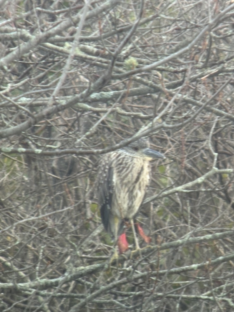 eBird Checklist - 23 Sep 2025 - Biddeford Pool--Great Pond - 9 species