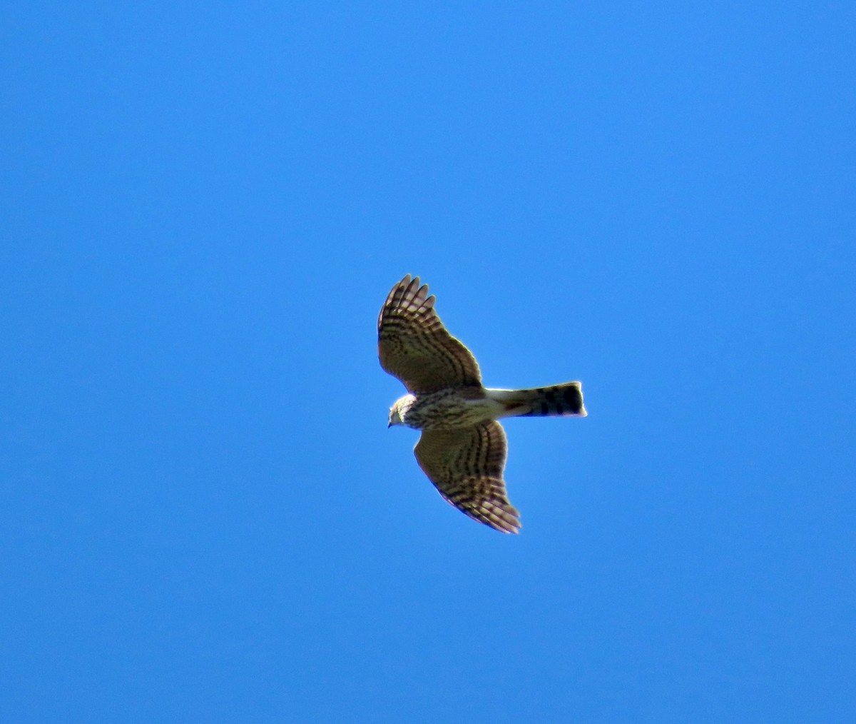 eBird Checklist - 19 Sep 2025 - Mountain View 4x4 Trailhead (Migration ...