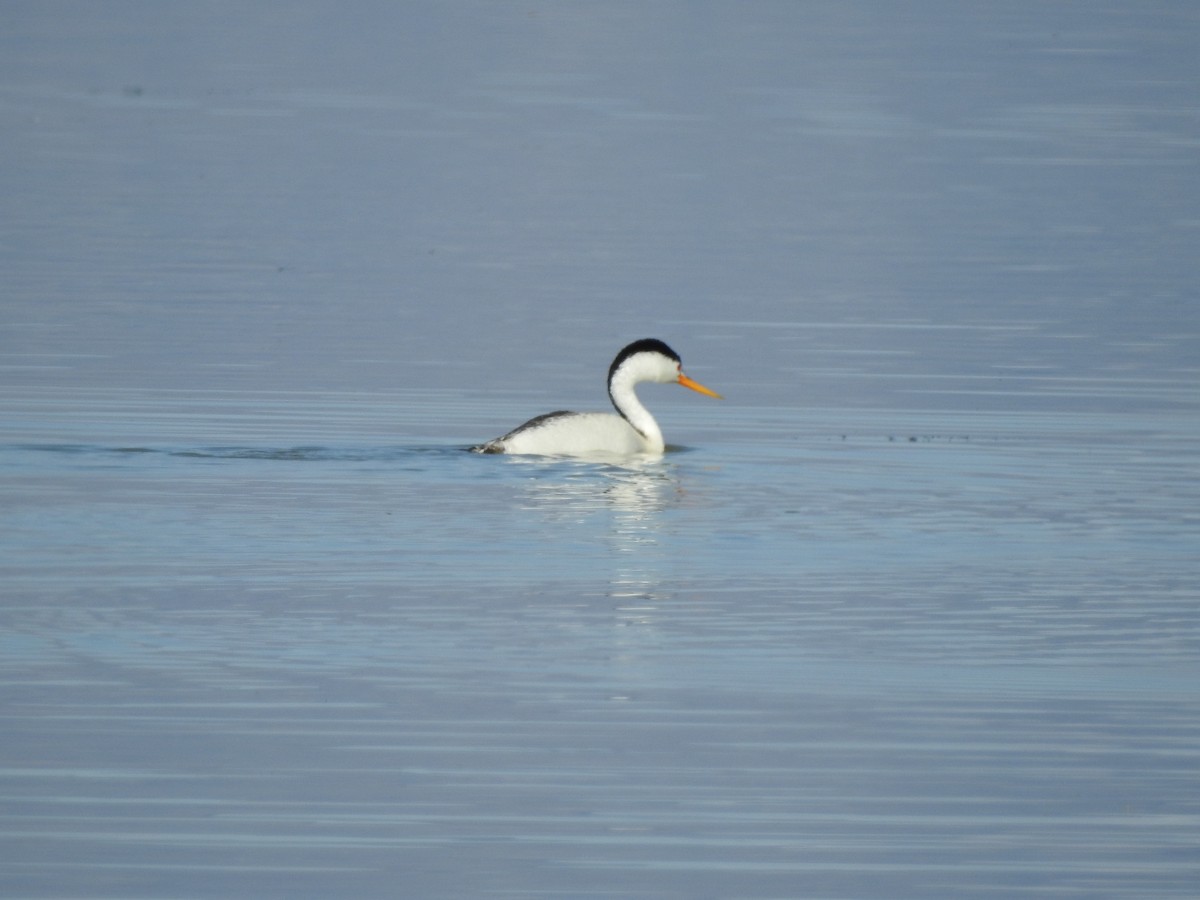 eBird Checklist - 23 Sep 2025 - Bear River MBR--Auto Tour Loop - 34 species
