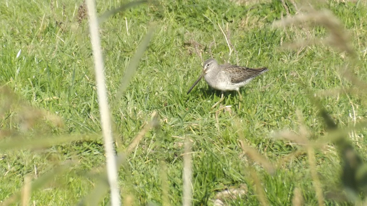 eBird Checklist - 25 Oct 2016 - Frampton Marsh RSPB Reserve - 30 species