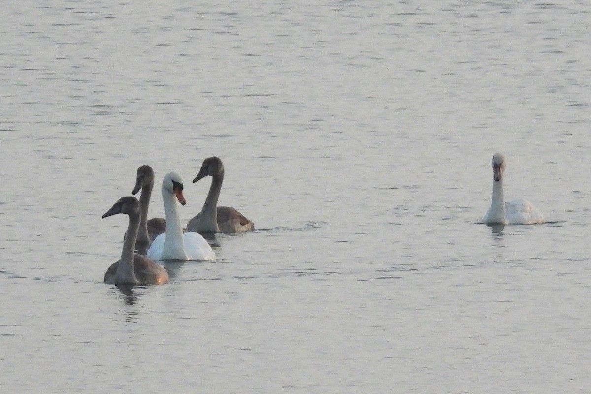eBird Checklist - 24 Sep 2025 - Jamaica Bay Wildlife Refuge--West Pond ...