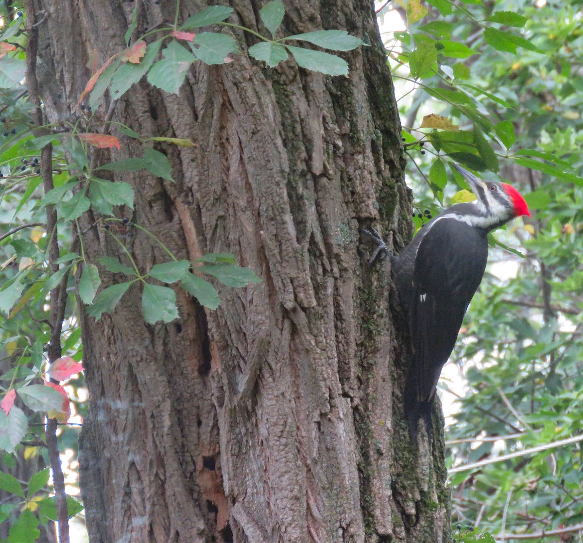 eBird Checklist - 24 Sep 2025 - W349S3970 Waterville Rd, North Prairie ...