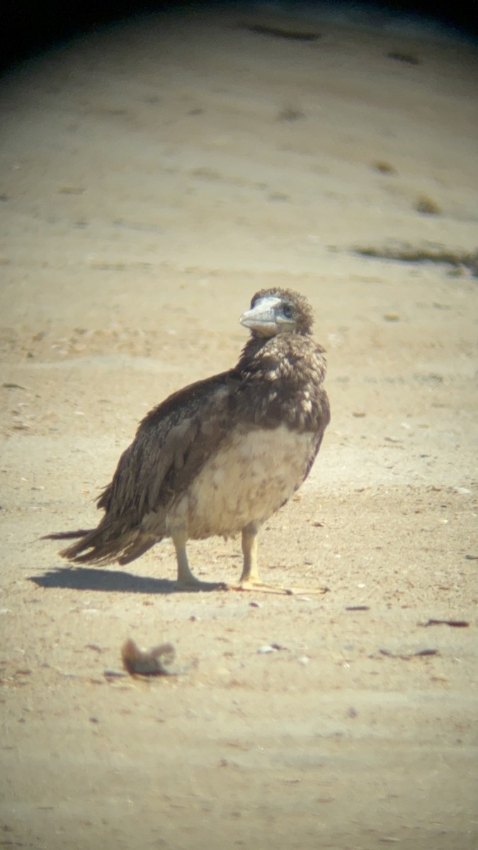 eBird Checklist - 24 Sep 2025 - Cape Hatteras NS--Ramp 44-49 - 1 species