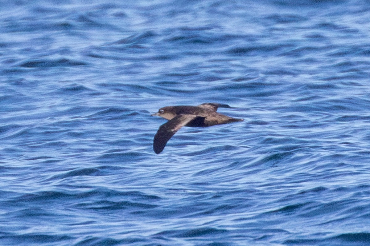 eBird Checklist - 24 Sep 2025 - Strait of Juan de Fuca--Hein Bank - 6 ...