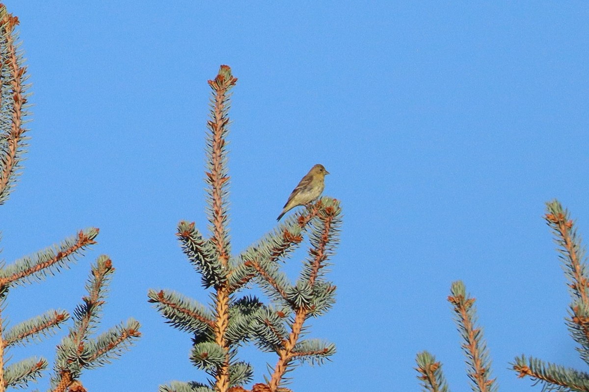eBird Checklist - 24 Sep 2025 - Boulder Mountain Park--Bear Canyon ...