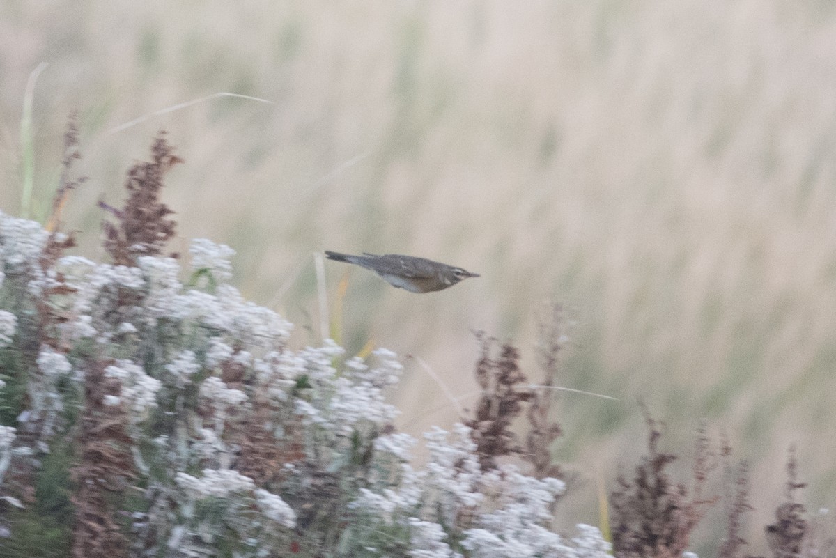 ML642421951 - Eyebrowed Thrush - Macaulay Library