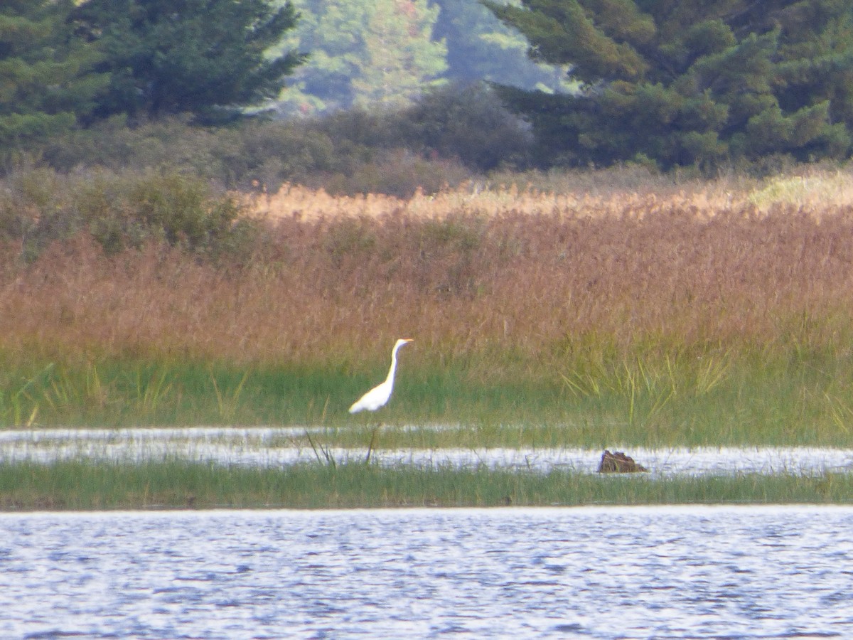 eBird Checklist - 24 Sep 2025 - Swamp Creek Rd. - Rainbow Flowage - 2 ...