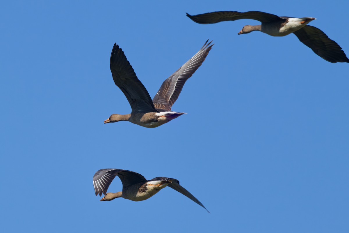 eBird Checklist - 24 Sep 2025 - Billy Frank Jr. Nisqually NWR - 70 ...