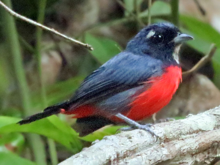 Rose-bellied Chat - eBird