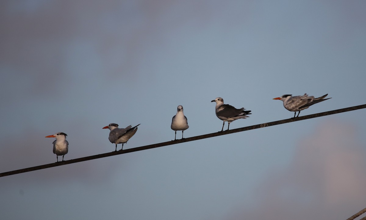 eBird Checklist - 20 Sep 2025 - SPI Pelagic-- 20SEP25 A - 8 species
