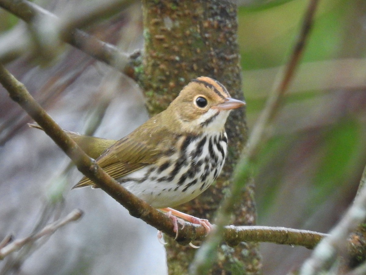 eBird Checklist - 25 Sep 2025 - Walborn Reservoir (Stark Co.) - 27 species